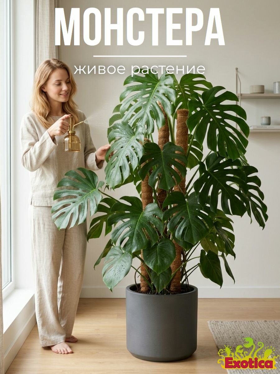 Монстера Деликатесная (Monstera Deliciosa) D12см, живое растение