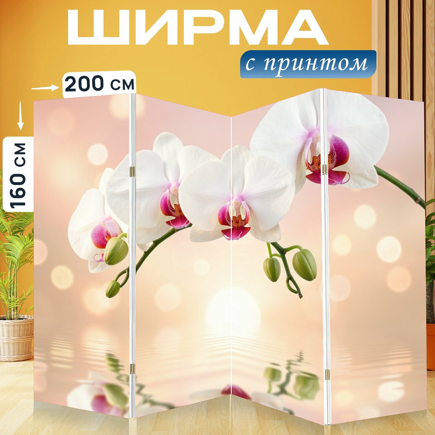 Ширма "Белые орхидеи на нежном фоне. Изящные цветки фаленопсиса с розово-пурпурными серединками на мягком." перегородка для зонирования комнаты с принтом 200x160 см. на холсте