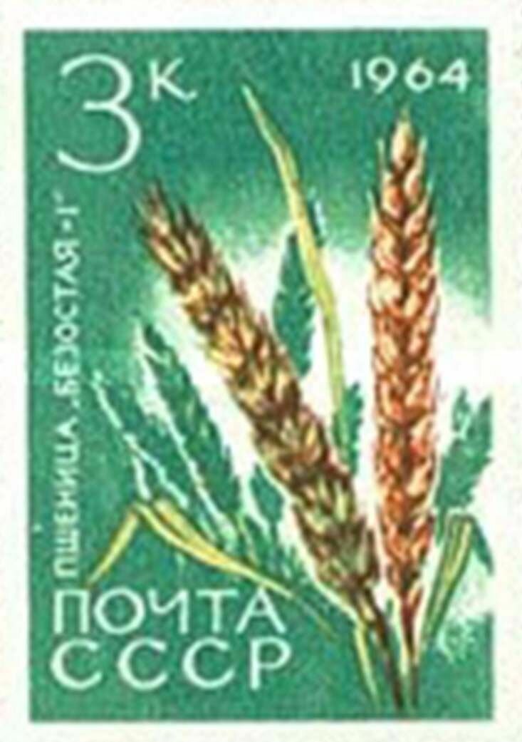 1964-082 Марка СССР Пшеница Безостая-1 Без перф Сельскохозяйственные культуры III O