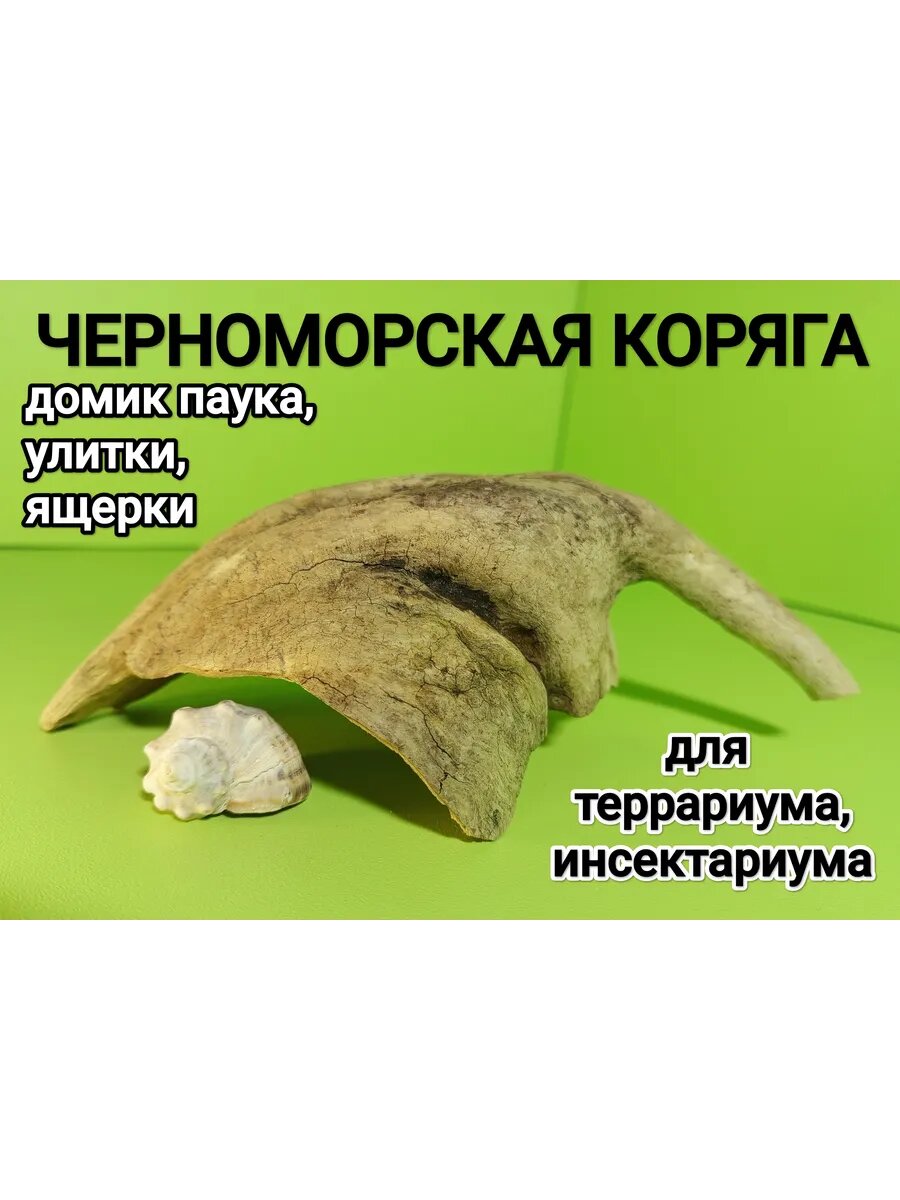 Коряга Черноморская домик паука для террариума, инсектариума