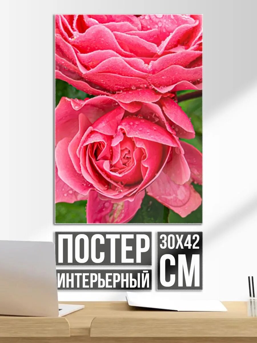 Постер на стену Розовые розы в каплях воды