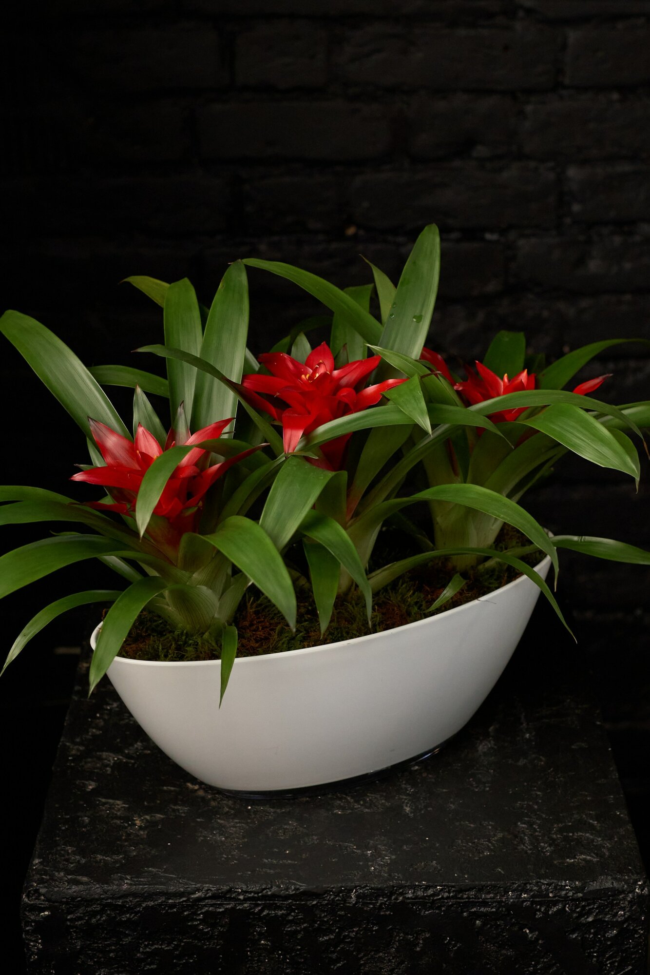 Лодка белая с гузманиями «Тропиканка» От бренда Margo Plants