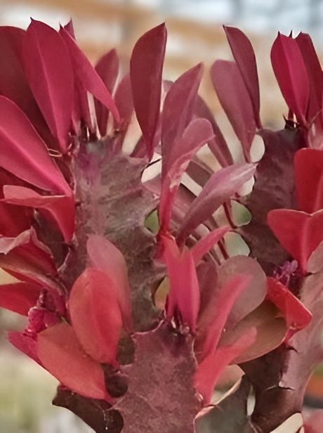 Эуфорбия (trigona rubra) — фото 1