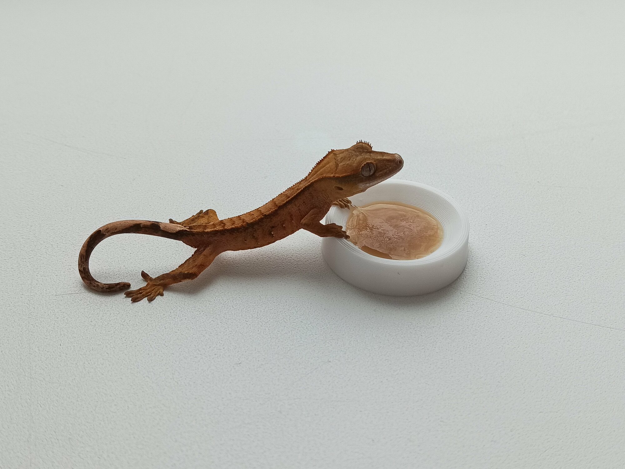 Поилка кормушка маленькая 45мм для рептилий, гекконов, эублефаров, бананоедов