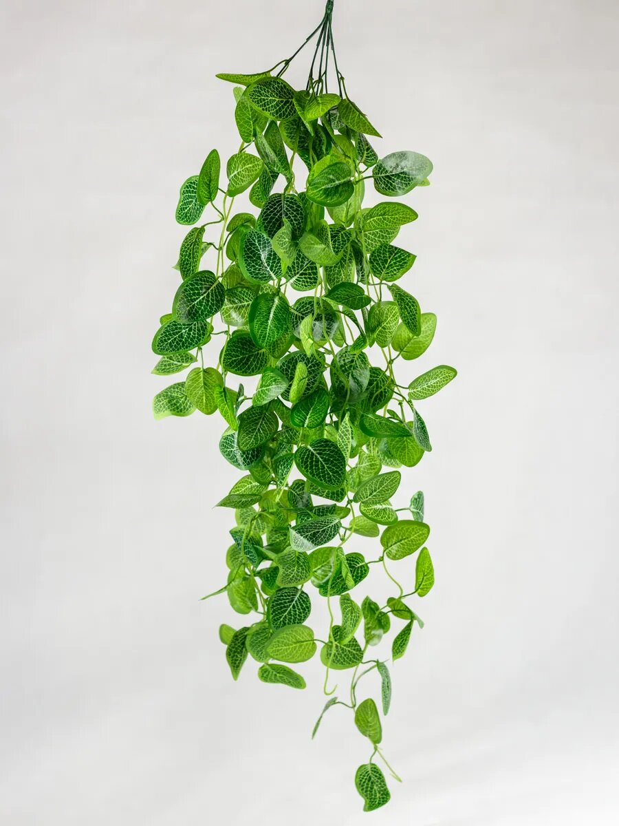 Плющ 105 см (фитония)