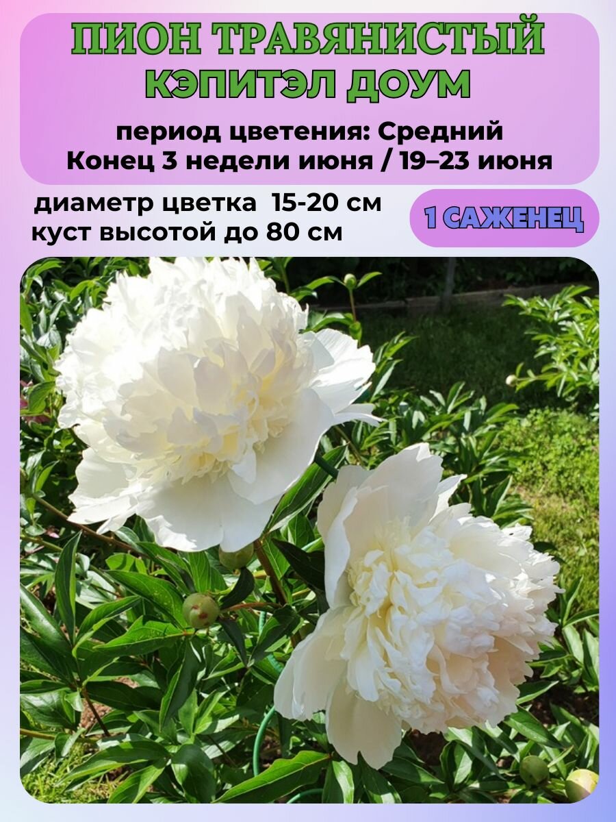 Пион травянистый Кэпитэл Доум, корневище 1 шт.