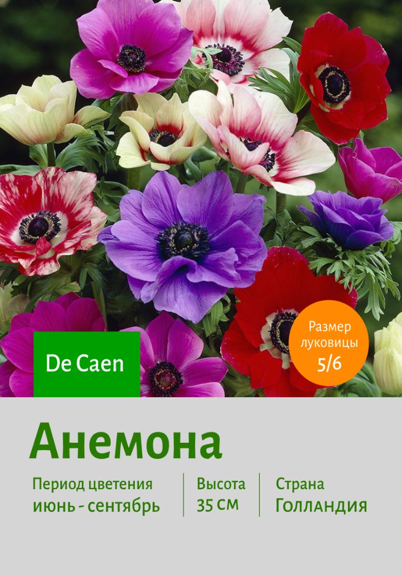 Анемона микс (De Caen). Луковицы, 5 шт. Сотка.