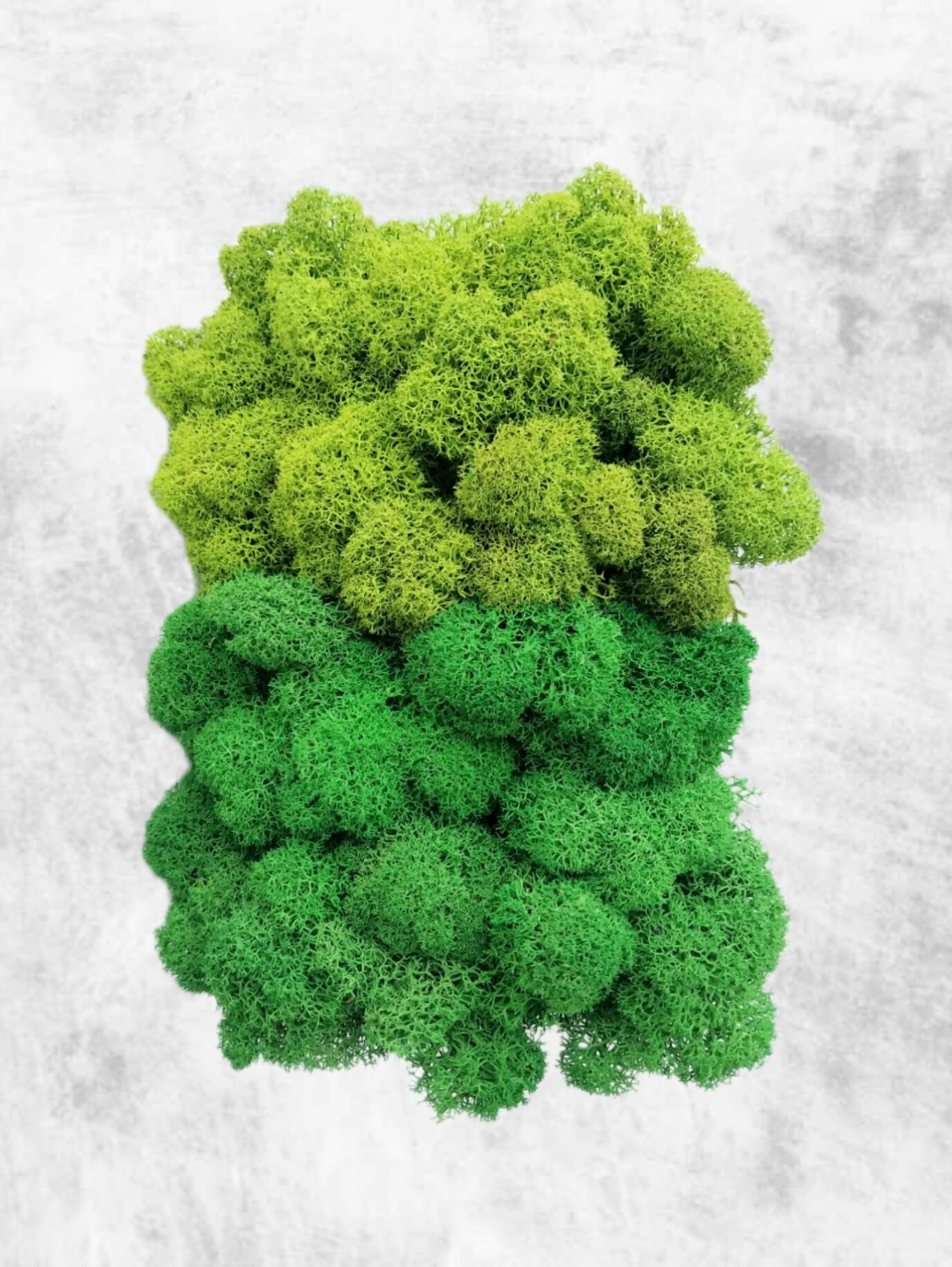 Мох стабилизированный набор "Весенний градиент", Зеленый-Салатовый, 50/50 гр