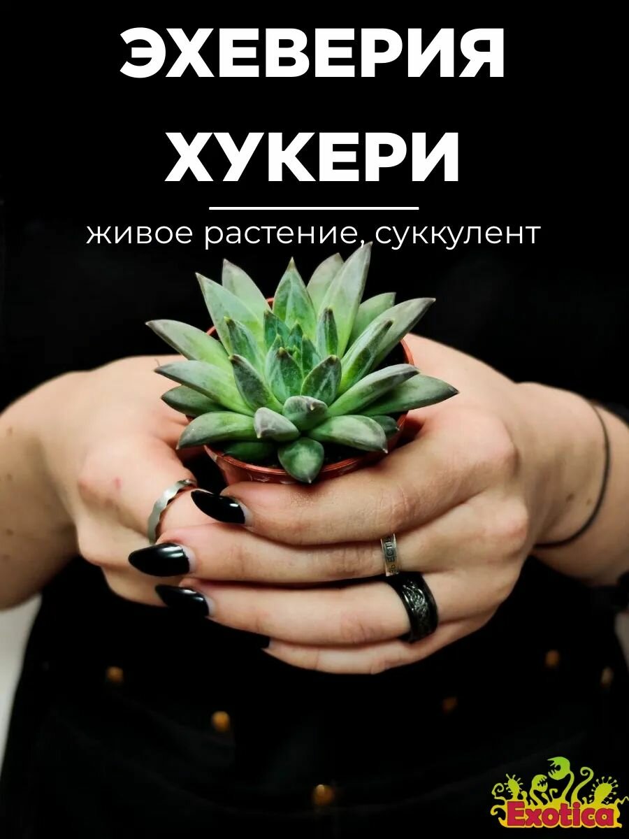 Эхеверия Хукери (Echeveria Hookeri) D5см, растение в горшке