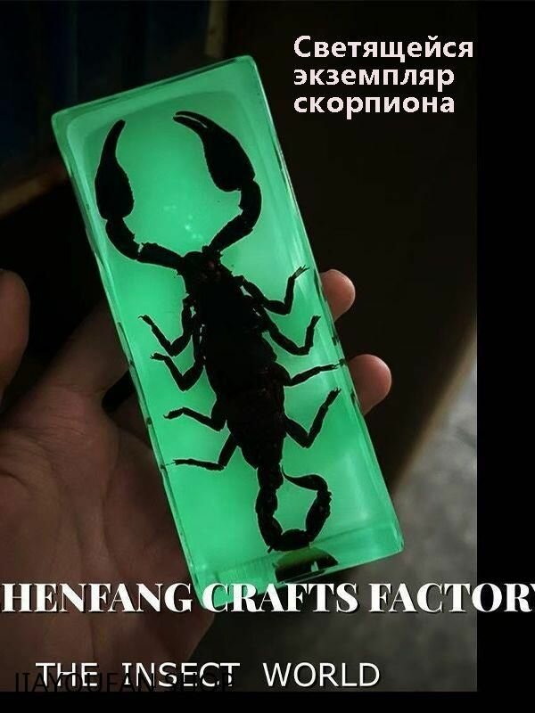 Сувениры коллекционные, Настоящие экземпляры насекомых, Коллекция насекомых, светящейся экземпляр скорпиона 1 шт