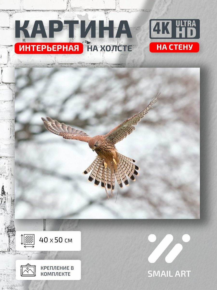 Картина на холсте интерьерная 40 на 50 на стену Ястреб hawk для офиса атмосфера интерьер