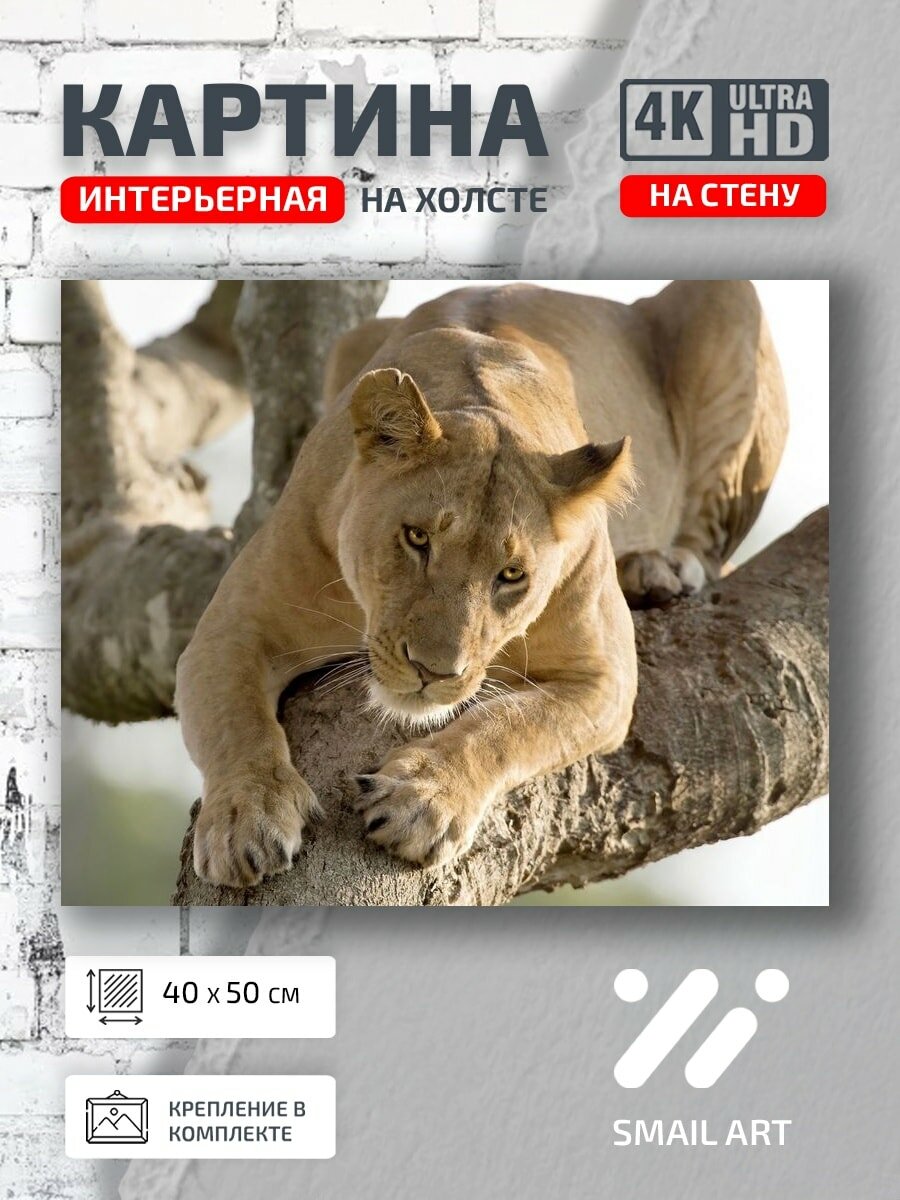 Картина на холсте интерьерная 40 на 50 на стену Животные Lioness для спальни animal style