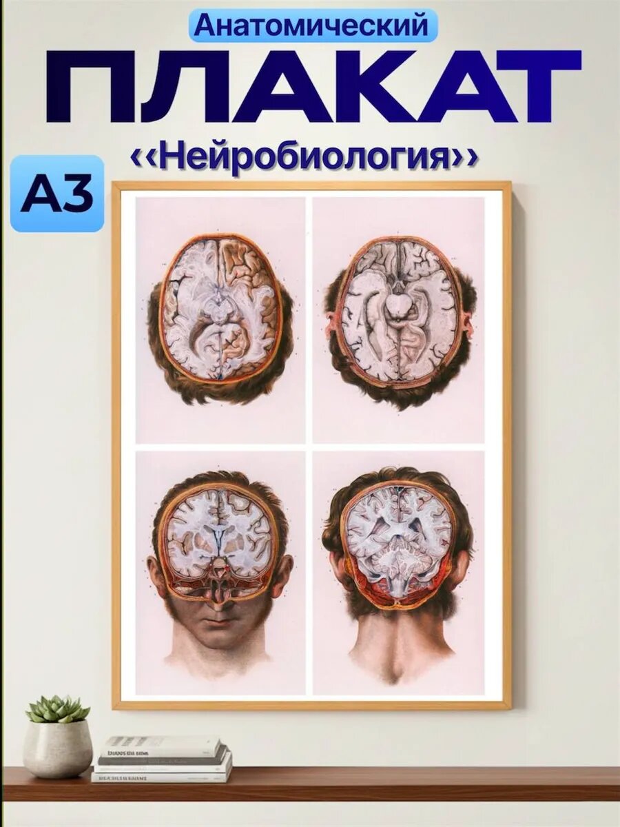 Постер медицинский, фронтальный спил мозга, нейробиология, нейрохирургия, А3 анатомия, хирургия