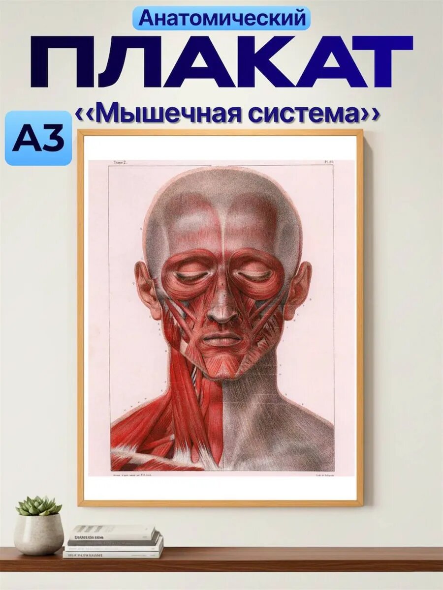 Постер медицинский, мимические мышцы, лицо, мышечная система, А3 анатомия, хирургия