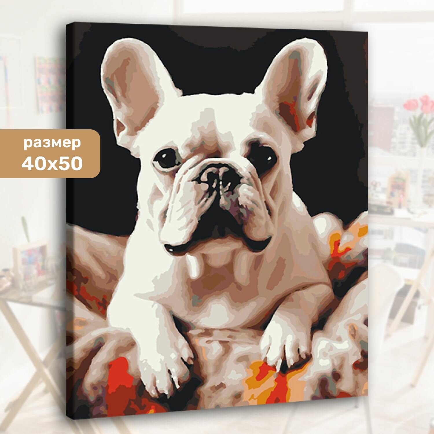 Картина по номерам на холсте с подрамником 40х50, белый французский бульдог