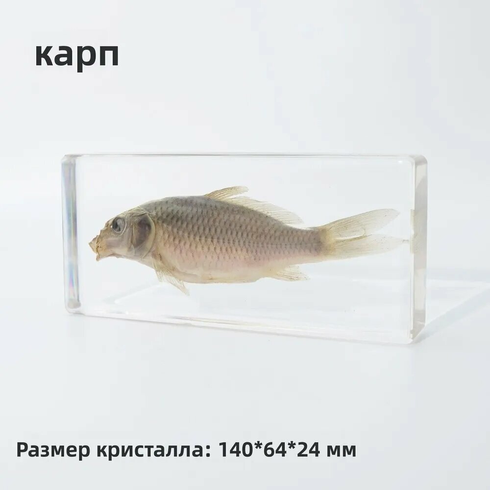 14 см Большая прямоугольная рыба карп в смоле