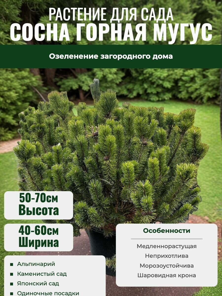 Сосна горная Мугус, Р9