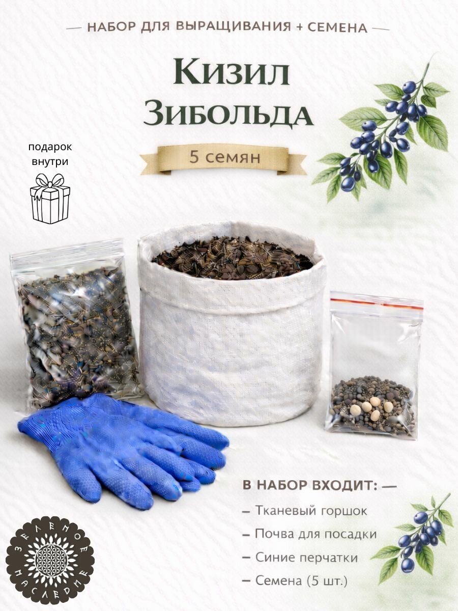 Домашний набор для выращивания Кизила зибольда / Подарок для юного садовода