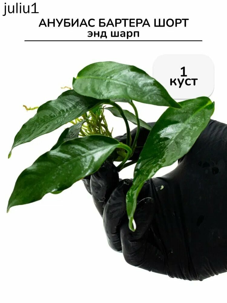 Живое растение для аквариума Анубиас Бартера Шорт энд Шарп 1 куст