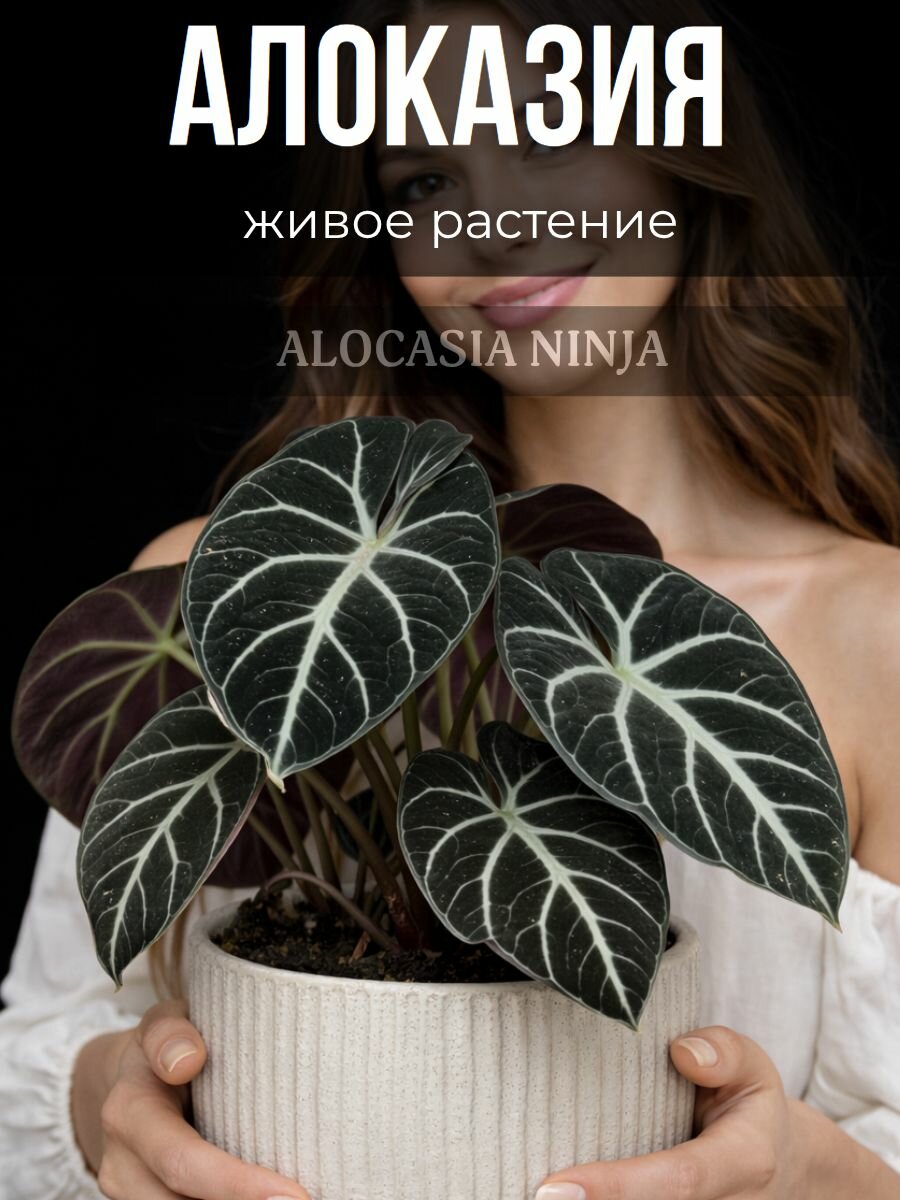 Алоказия Ниндзя (Alocasia Ninja) D6см, комнатный цветок