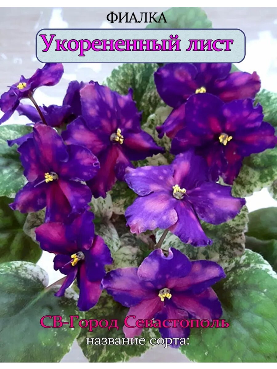 Фиалка живая в горшке комнатная сорт СВ-Город Севастополь (укорен. лист) 1 штука