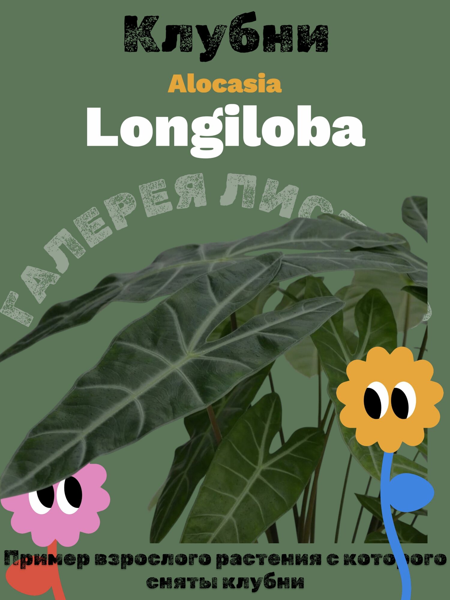 Алоказия Лонгилоба клубень 1 шт, Alocasia Longiloba