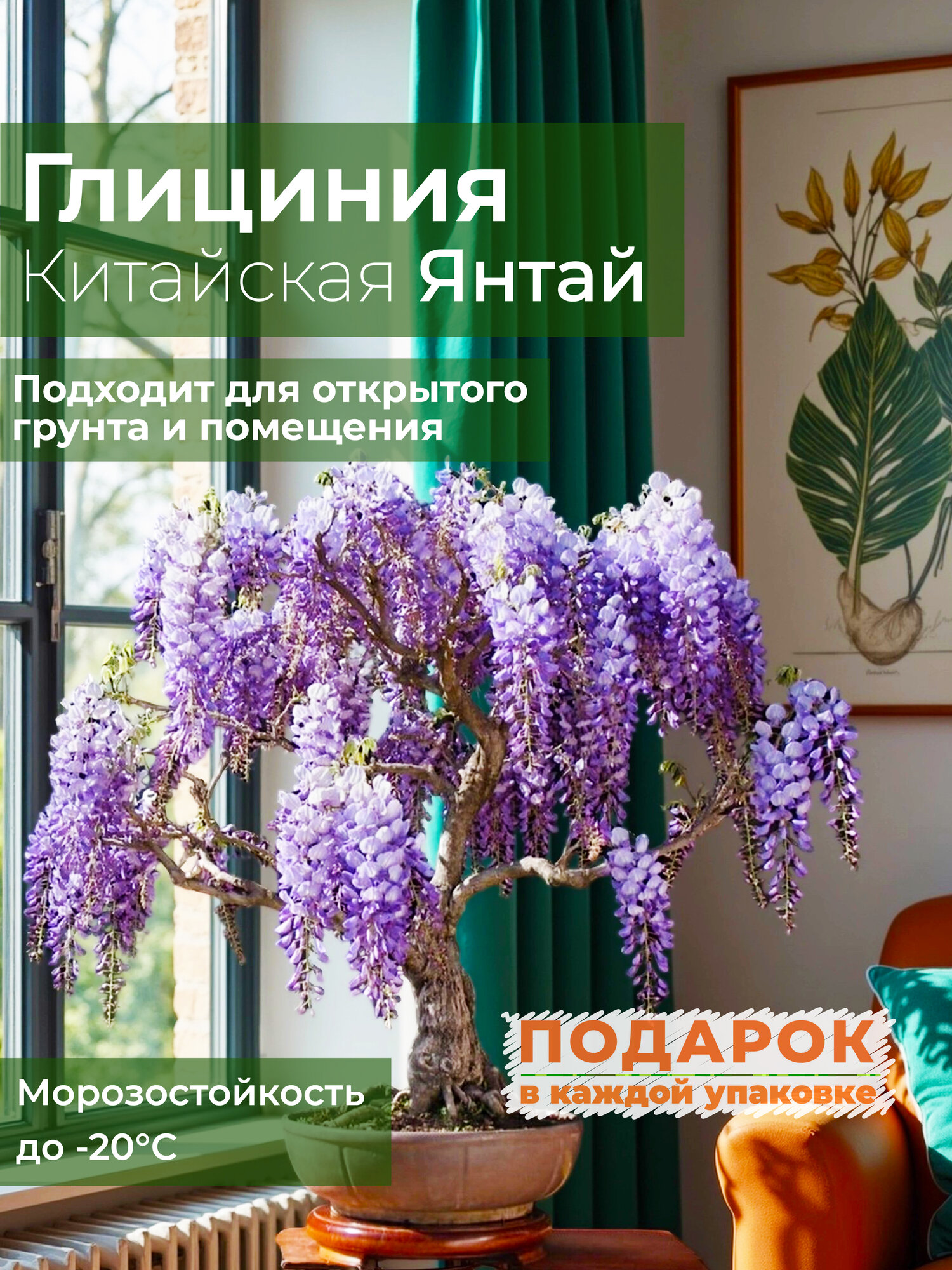 Глициния Китайская Янтай, Семена, 5 шт, семена садовых цветов, декоративная лиана