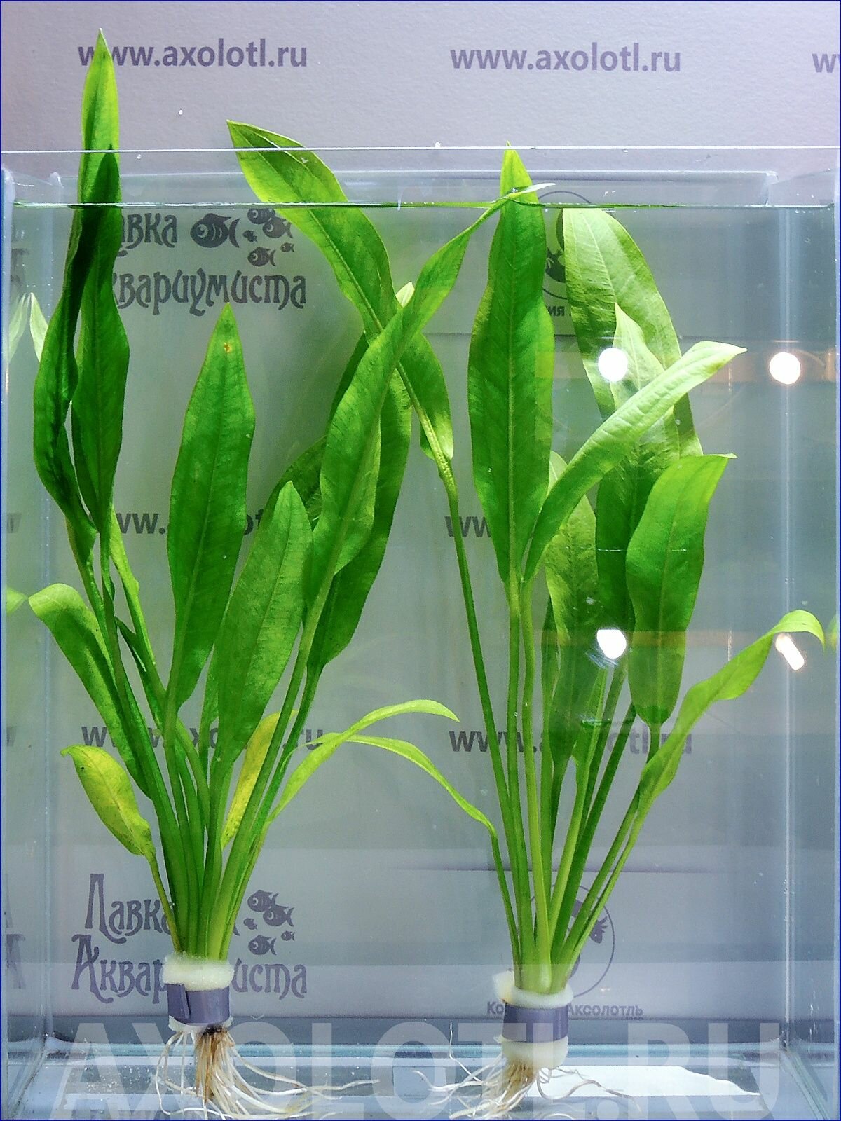 Эксклюзивный куст амазонского эхинодоруса для аквариума, живое растение