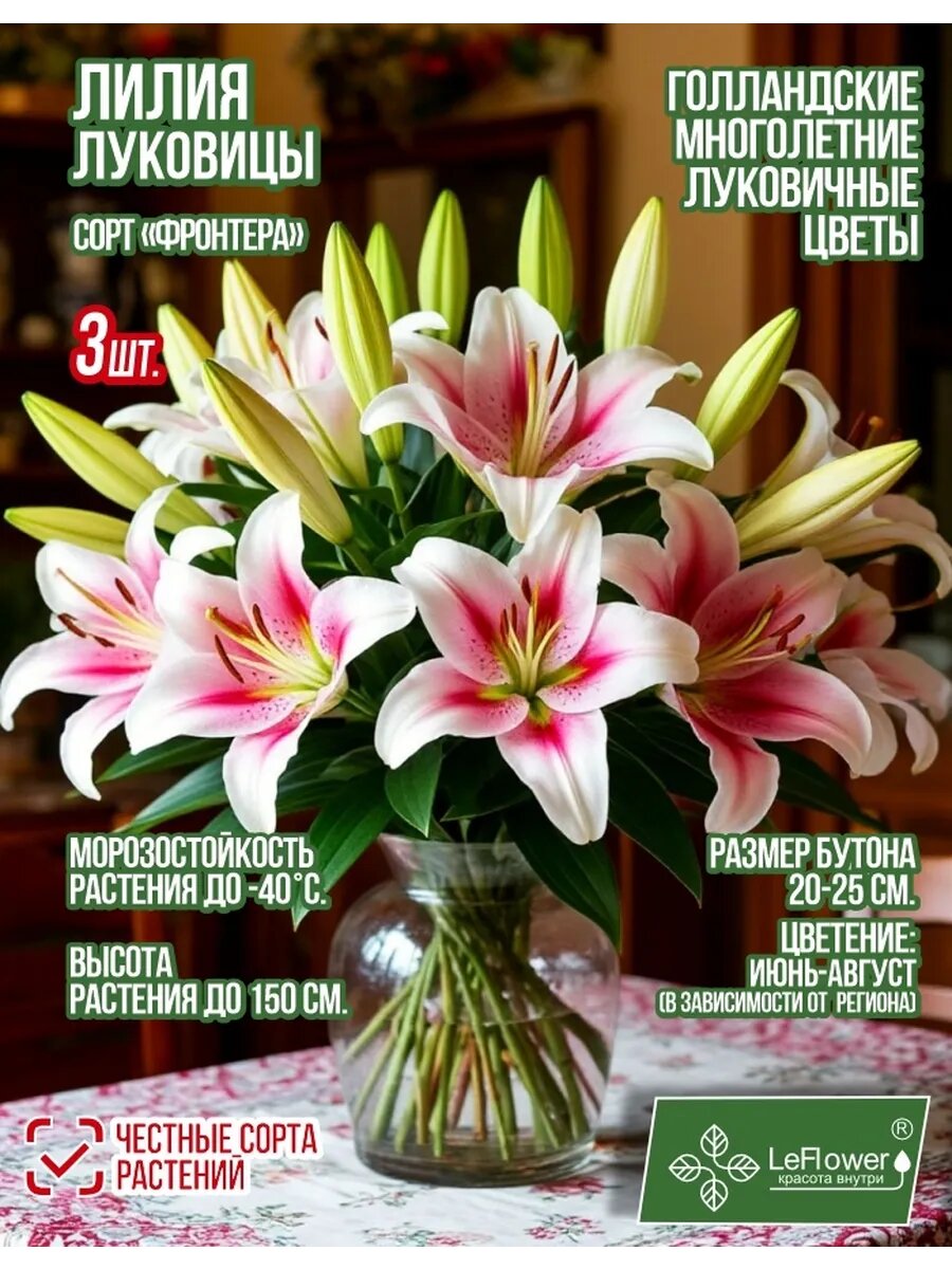 Лилия Луковица, Фронтера 3 шт