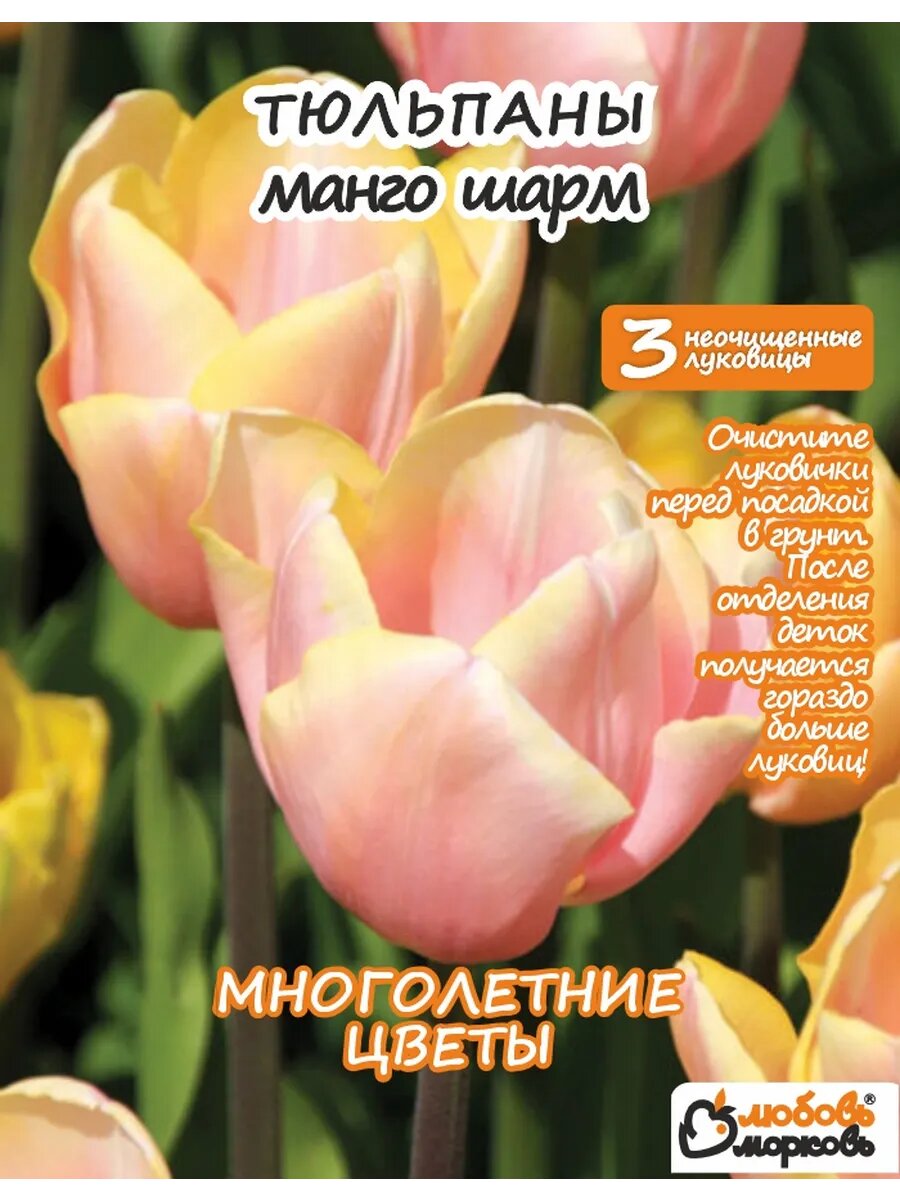Тюльпан Луковица, Манго Шарм, 3+шт