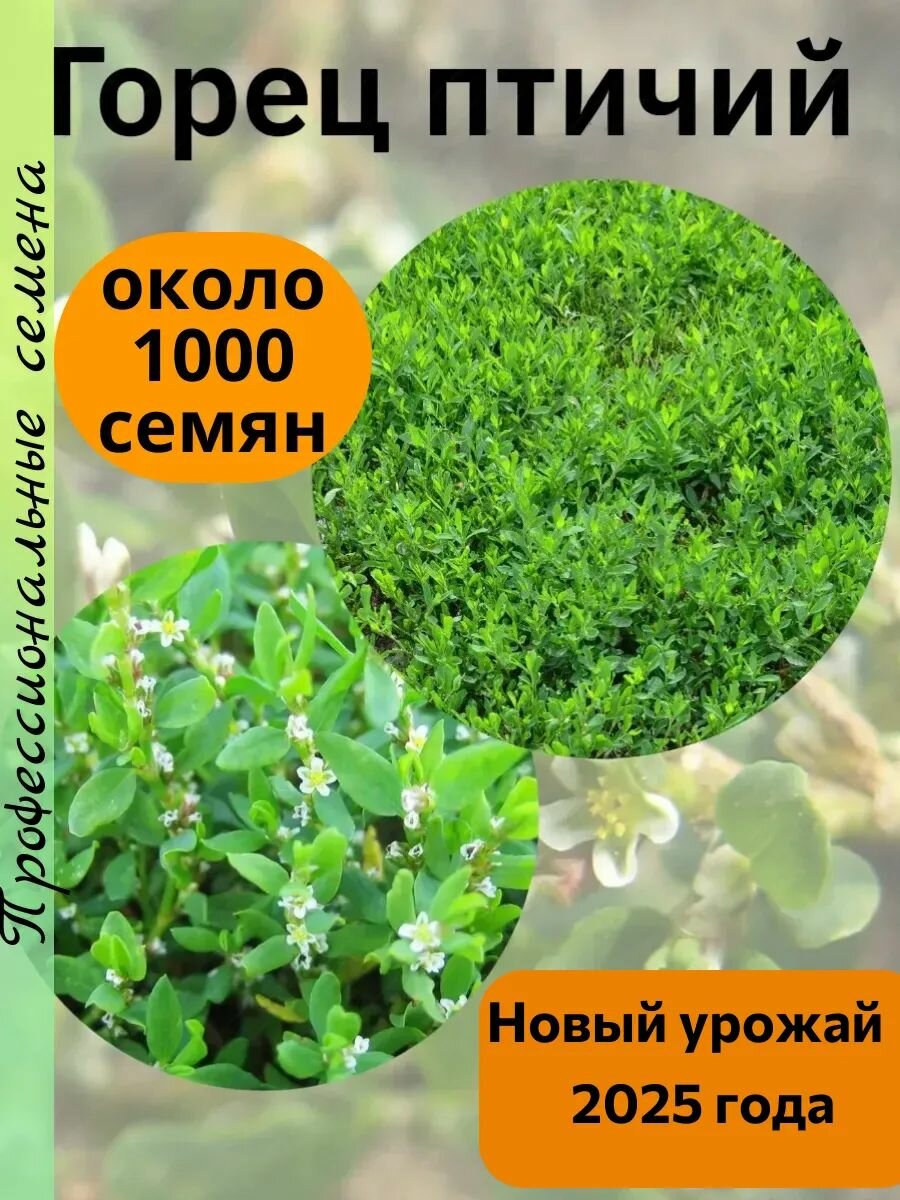 Семена Горец птичий (Спорыш) 1000 штук