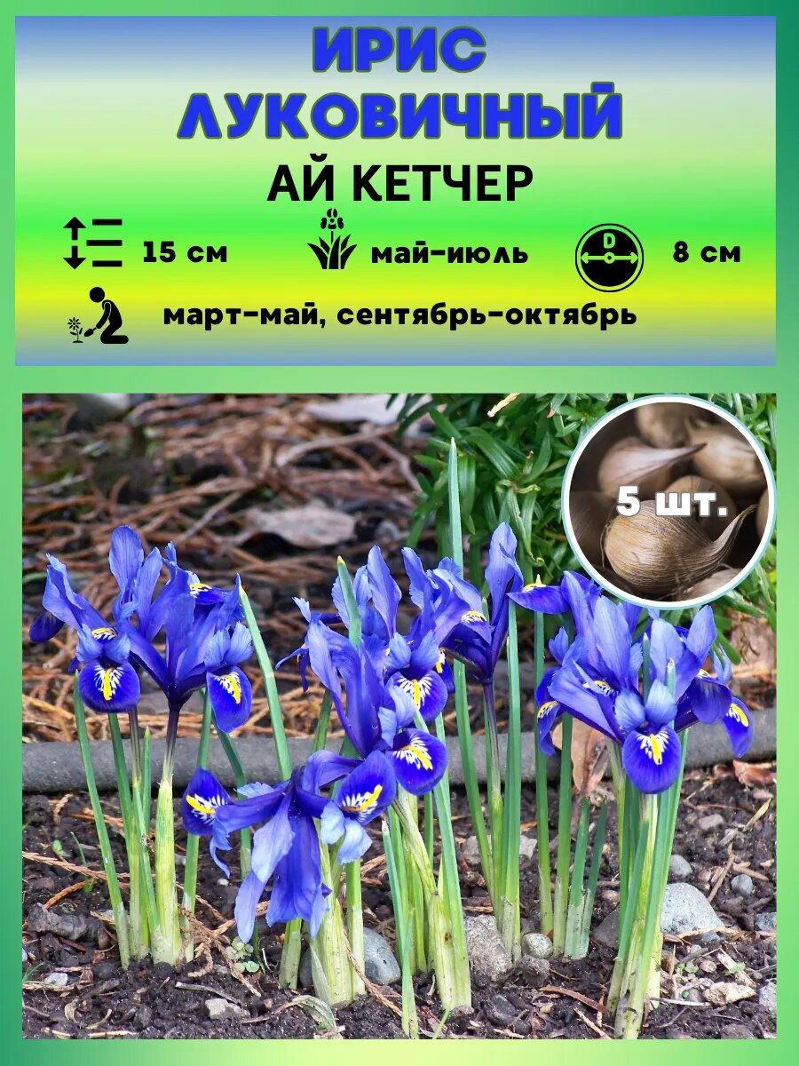 Ирис луковичный, луковицы 5 штук