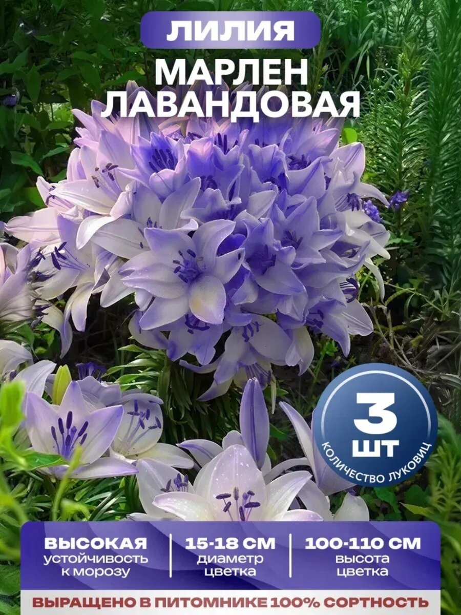 Луковица Лилия Марлен