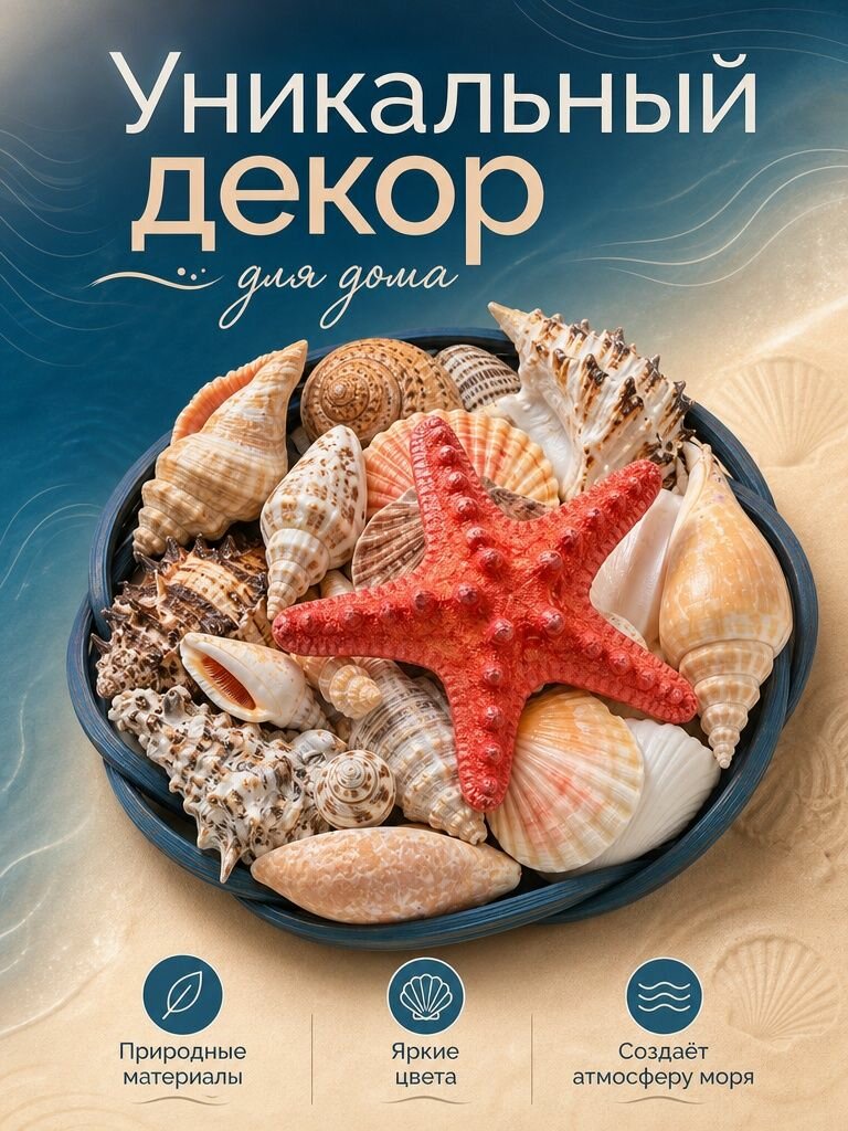 Набор ракушек морских, натуральных для декора, 15 х 7 см