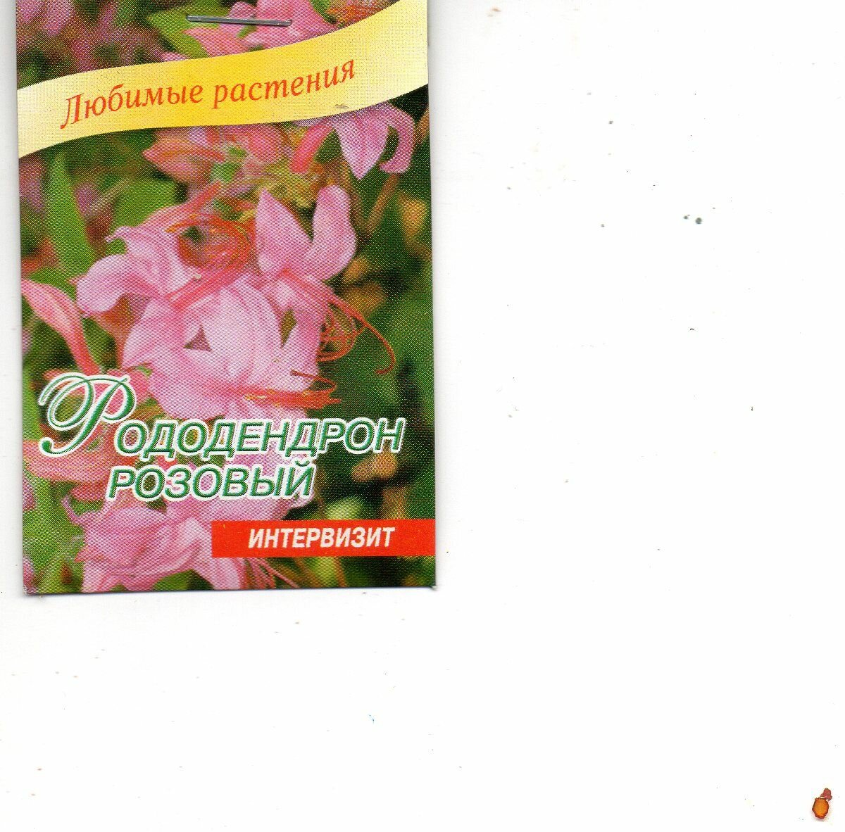 Рододендрон розовый семена