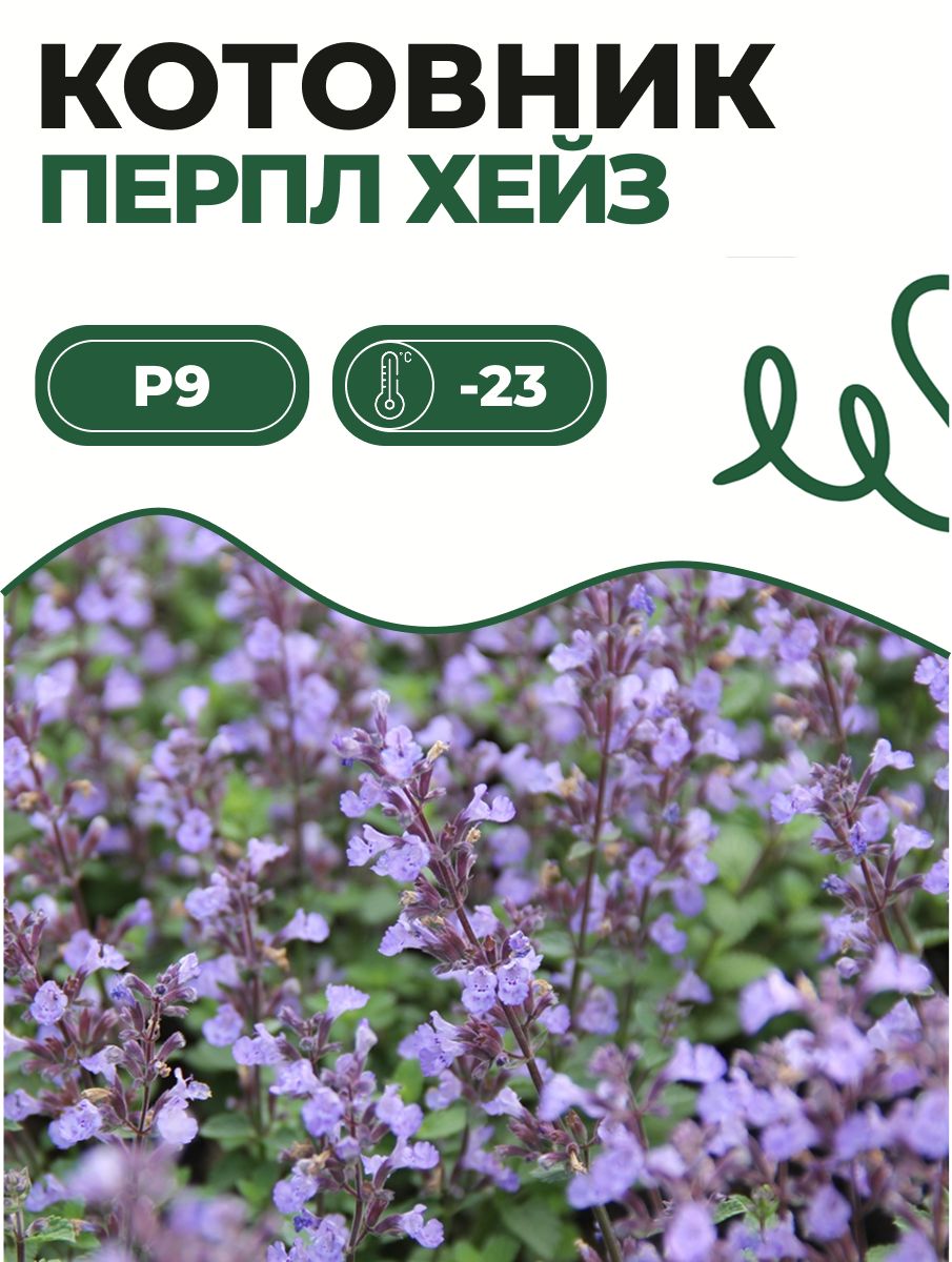 Котовник P9 Перпл Хейз 1 шт. Саженец с ЗКС в горшке! Идеально для сада!