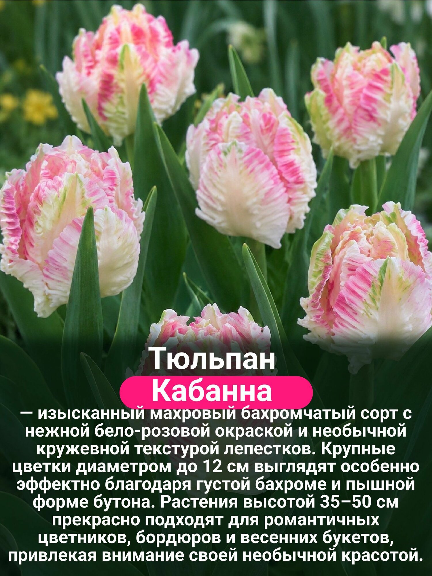 Тюльпаны махровые бахромчатые луковицы сорта "Кабана" -7 шт. — фото 1