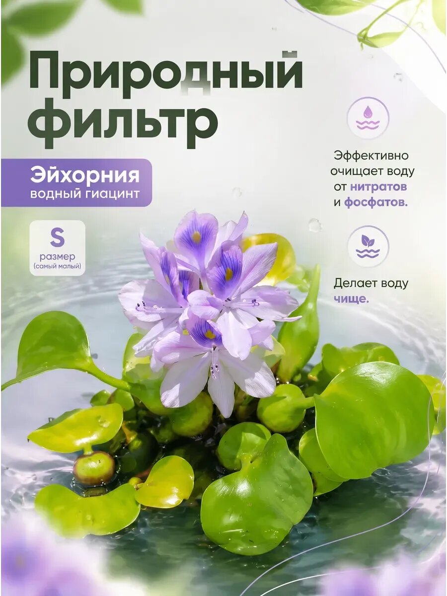 Эйхорния живое плавающее аквариумное растение размер S 1 шт.