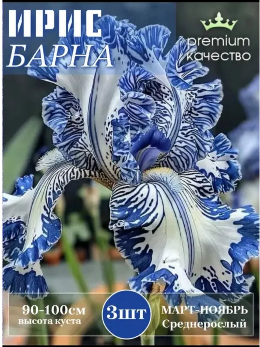 Луковицы Ириса Барна, многолетние, 2 шт./уп, бежевый и голубой цвета