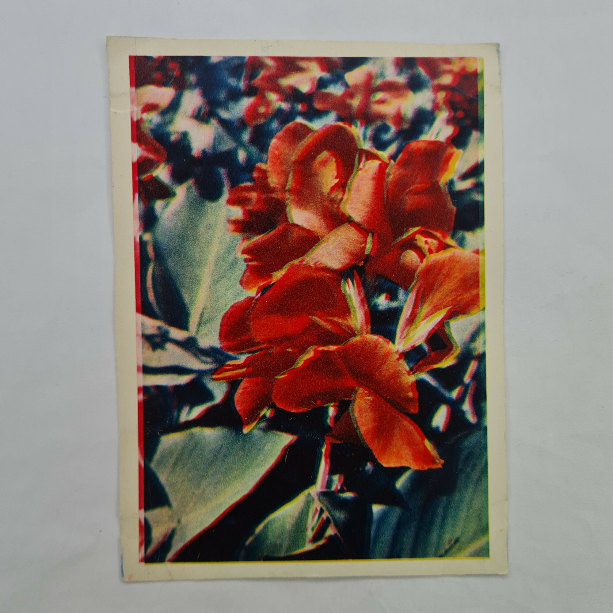 Открытка советская СССР. Канны, красные цветы гладиолусы, французская флора. Винтаж почтой