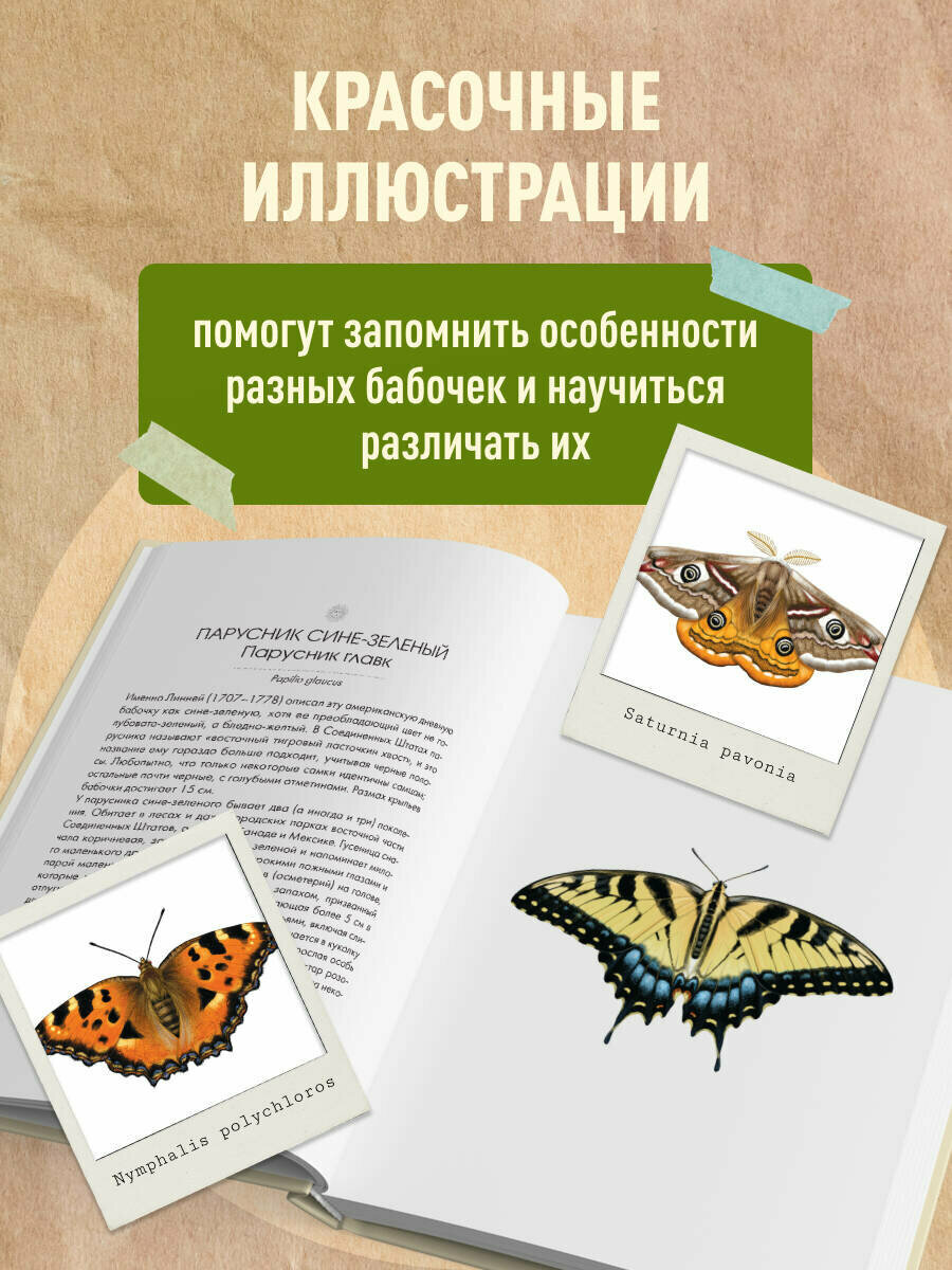 Бове М. Бабочки! Маленькая энциклопедия. Обаятельная книжка о красивом существе