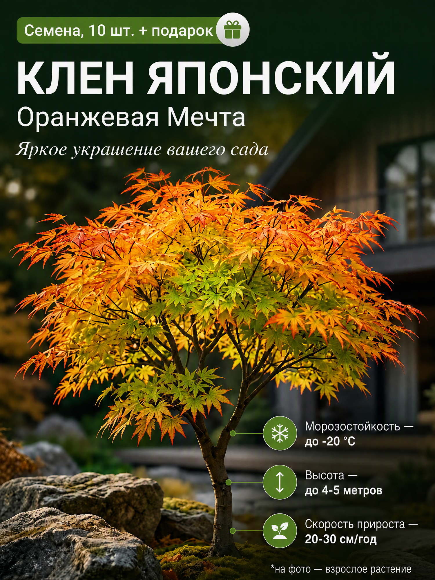 Клен Японский Оранжевая Мечта, Семена, 10 шт, семена декоративных растений