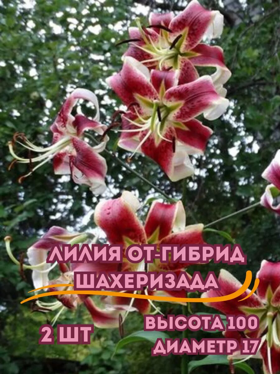 Луковицы многолетних растений лилий