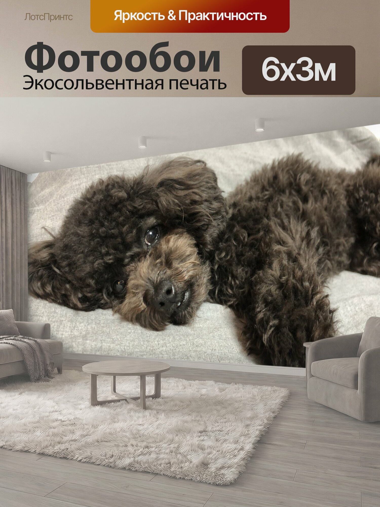 Фотообои "Собака Портрет пуделя собака пудель собачий млекопитающее отдыха черный животное всеобщее достояние защитный семья преданный." 600x300 см. экосольвентная печать