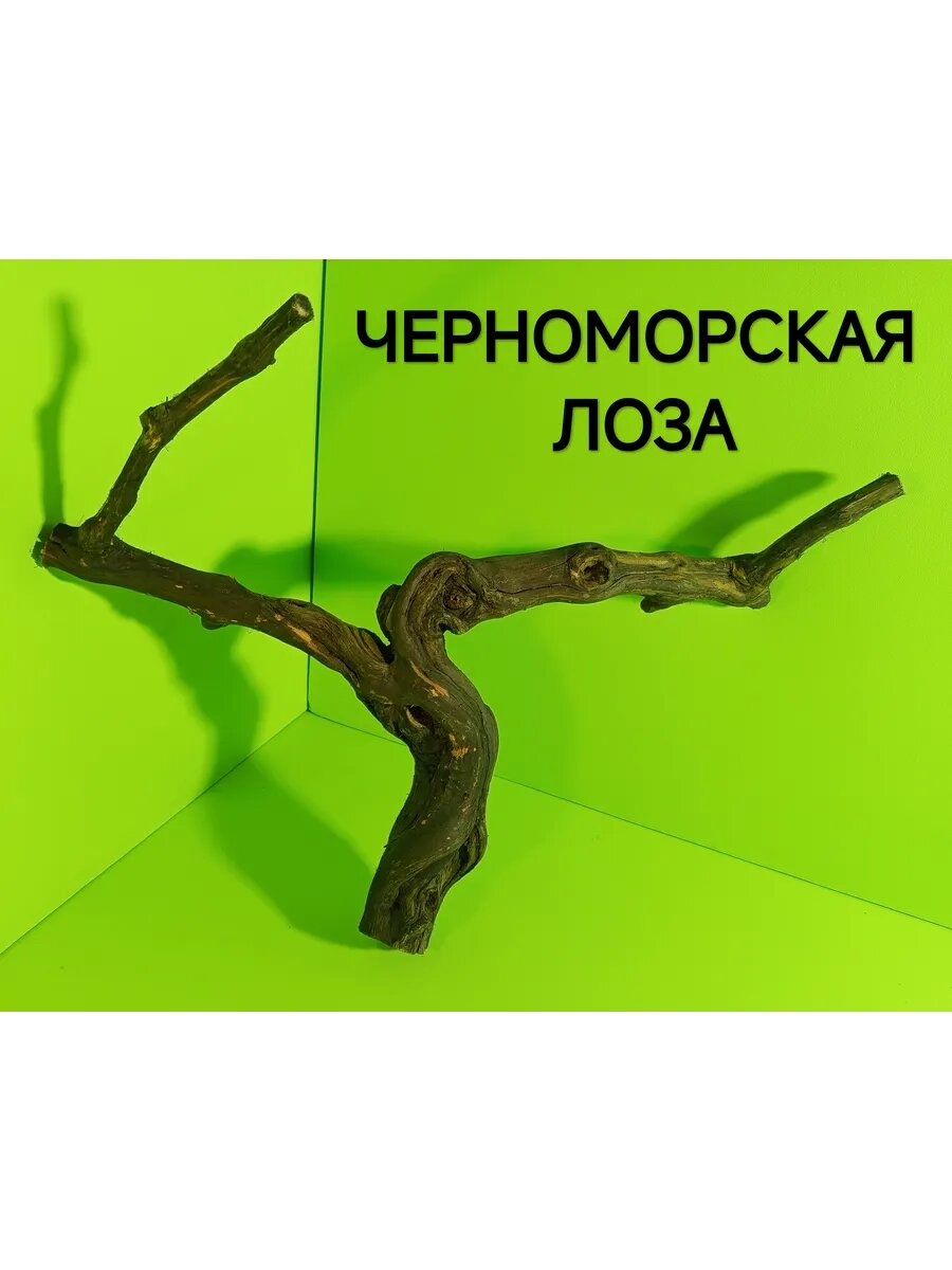 Виноградная лоза черноморская большая для аквариума, террари