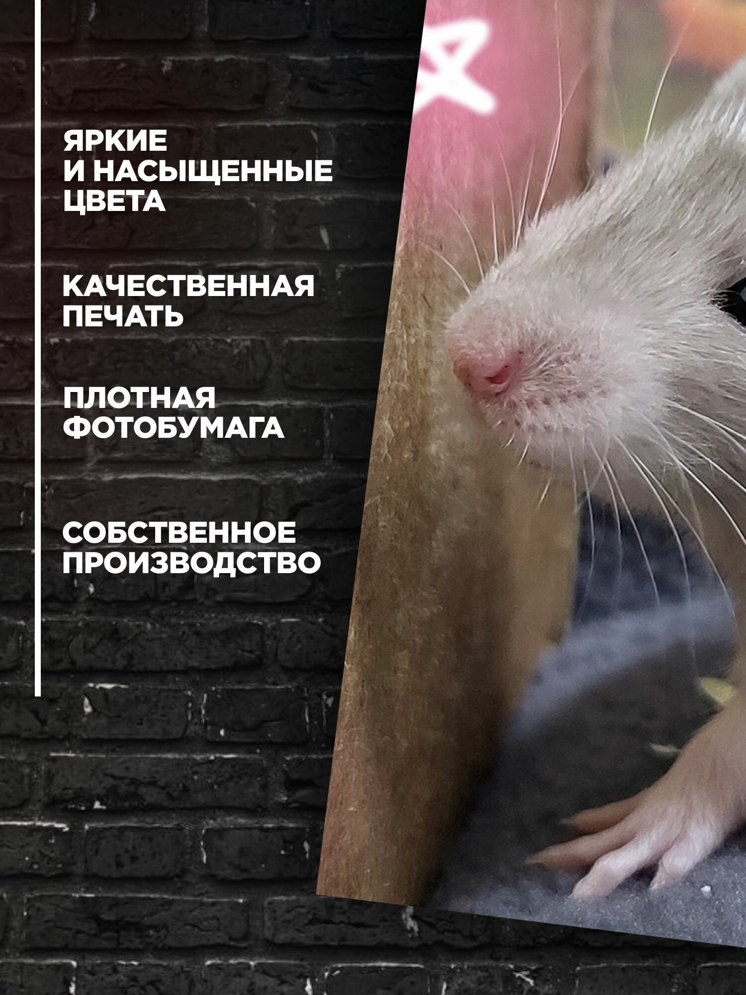 Постер Крысы, Эстетика — фото 1