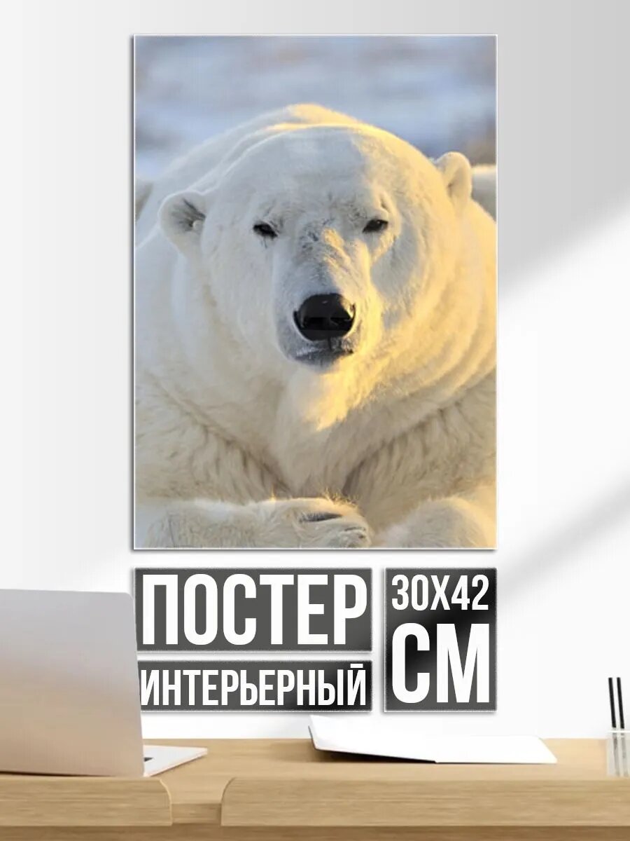 Постер на стену Медведь