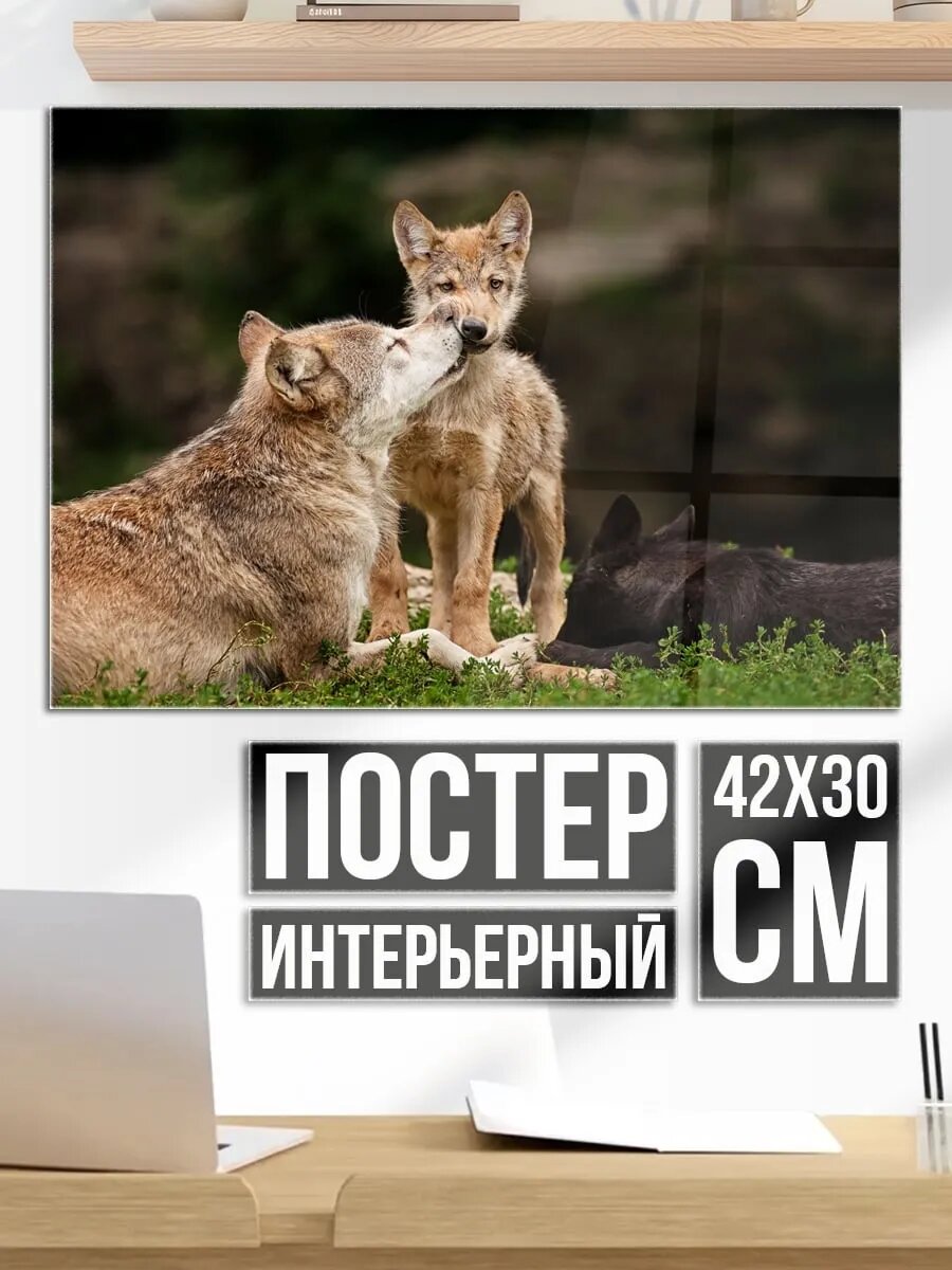 Плакат постер Волчья семья в лесу