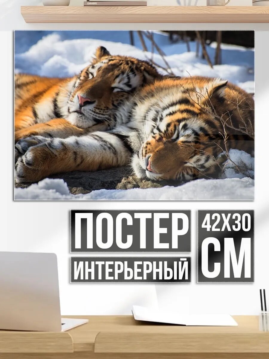 Плакат постер Два тигра в снегу