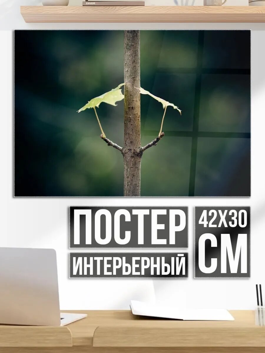Плакат постер Молодой побег дерева